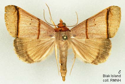 Papua Insects Foundation (Lepidoptera/Erebidae (Anobinae)/Plecoptera recta)